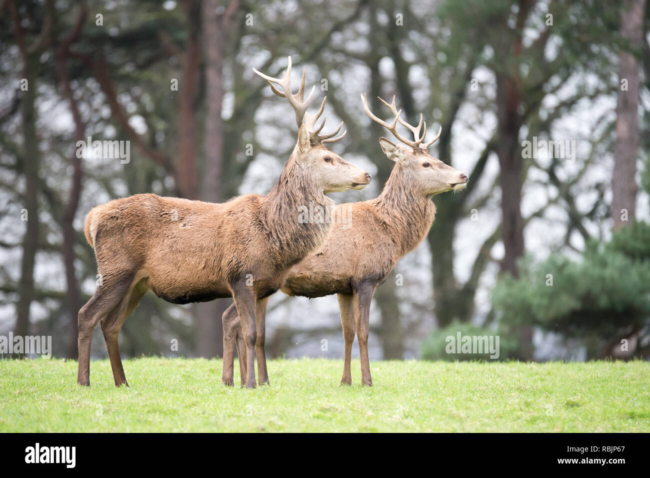 Red deer horns hi-res stock photography and images - Alamy