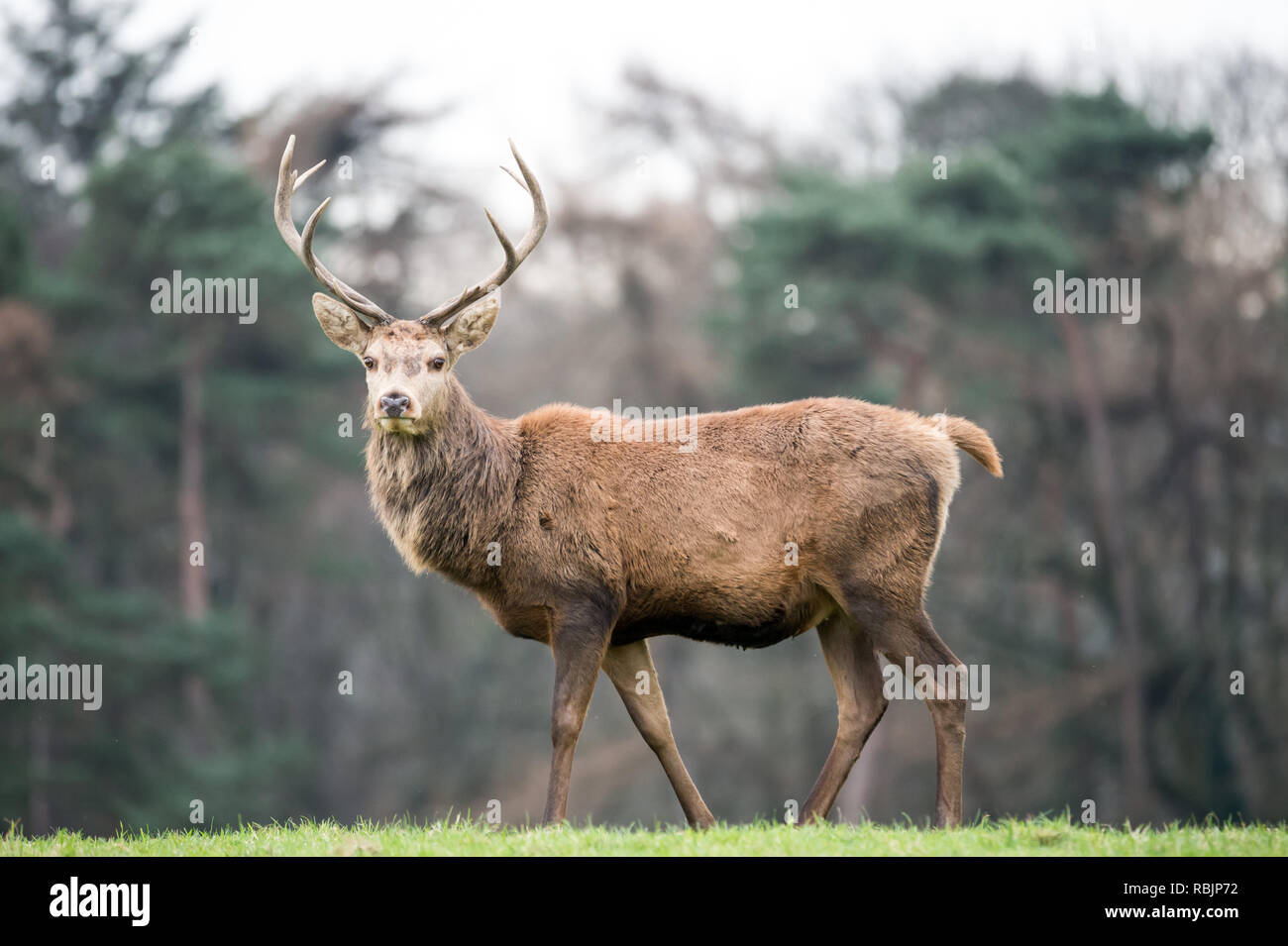 Red deer in the forest hi-res stock photography and images - Alamy