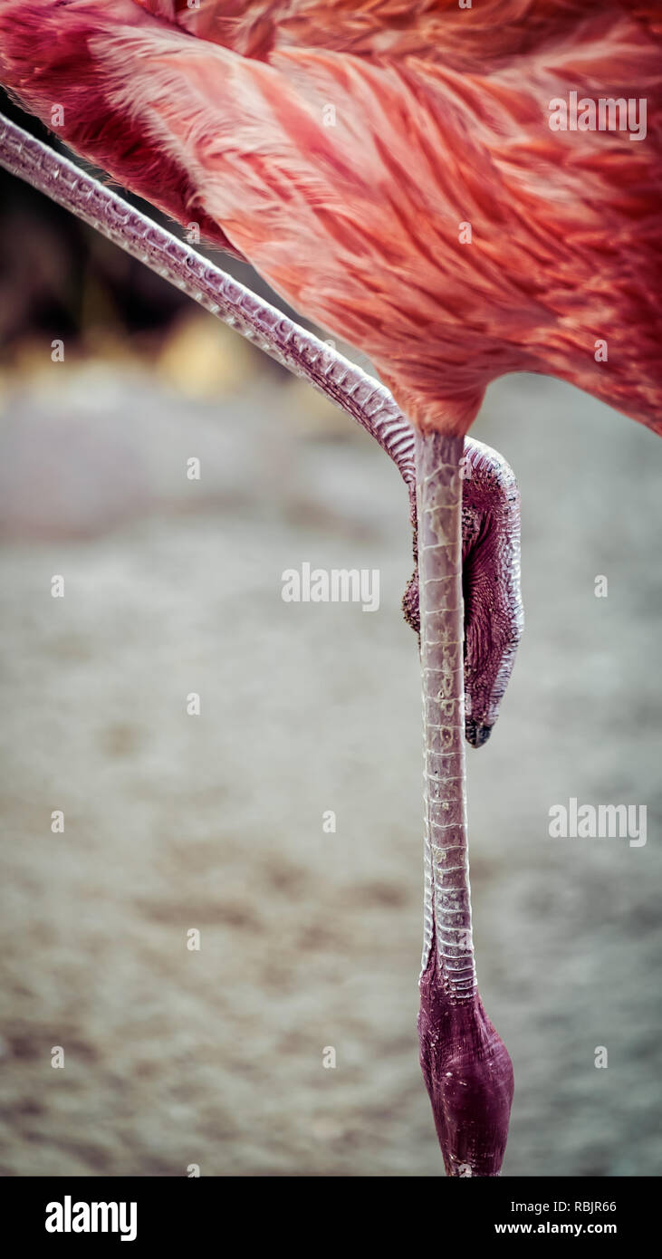 Flamingo feet hi-res stock photography and images - Alamy