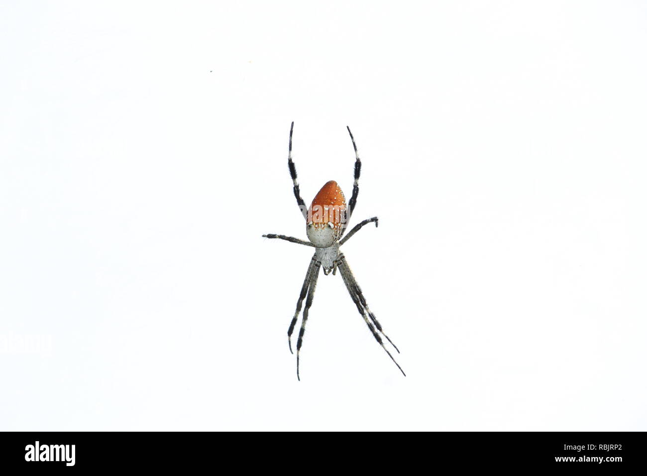 Spider europe web Cut Out Stock Images & Pictures - Alamy