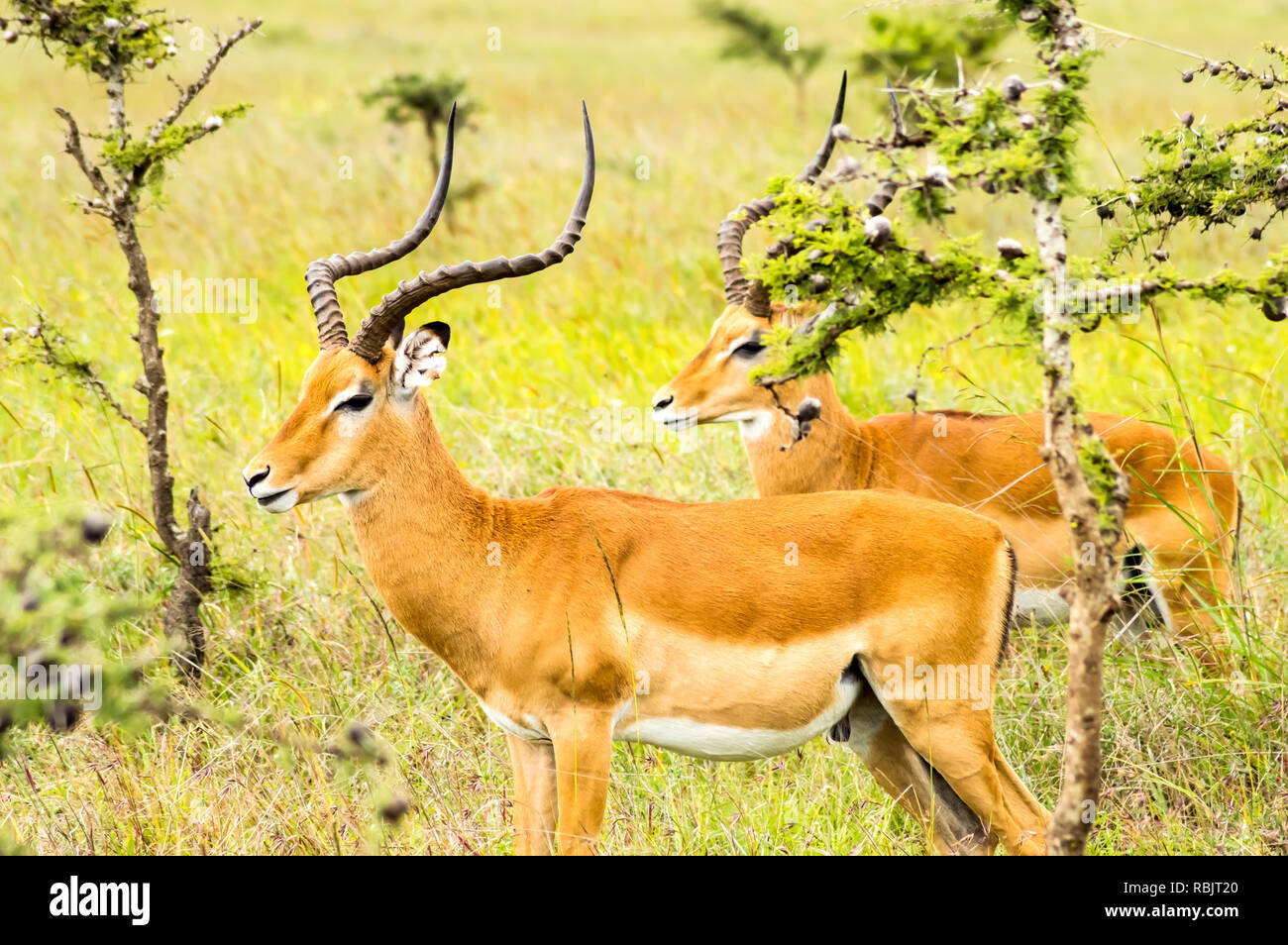 Two male impalas in Nairobi park Kenya Kenya Africa Stock Photo - Alamy