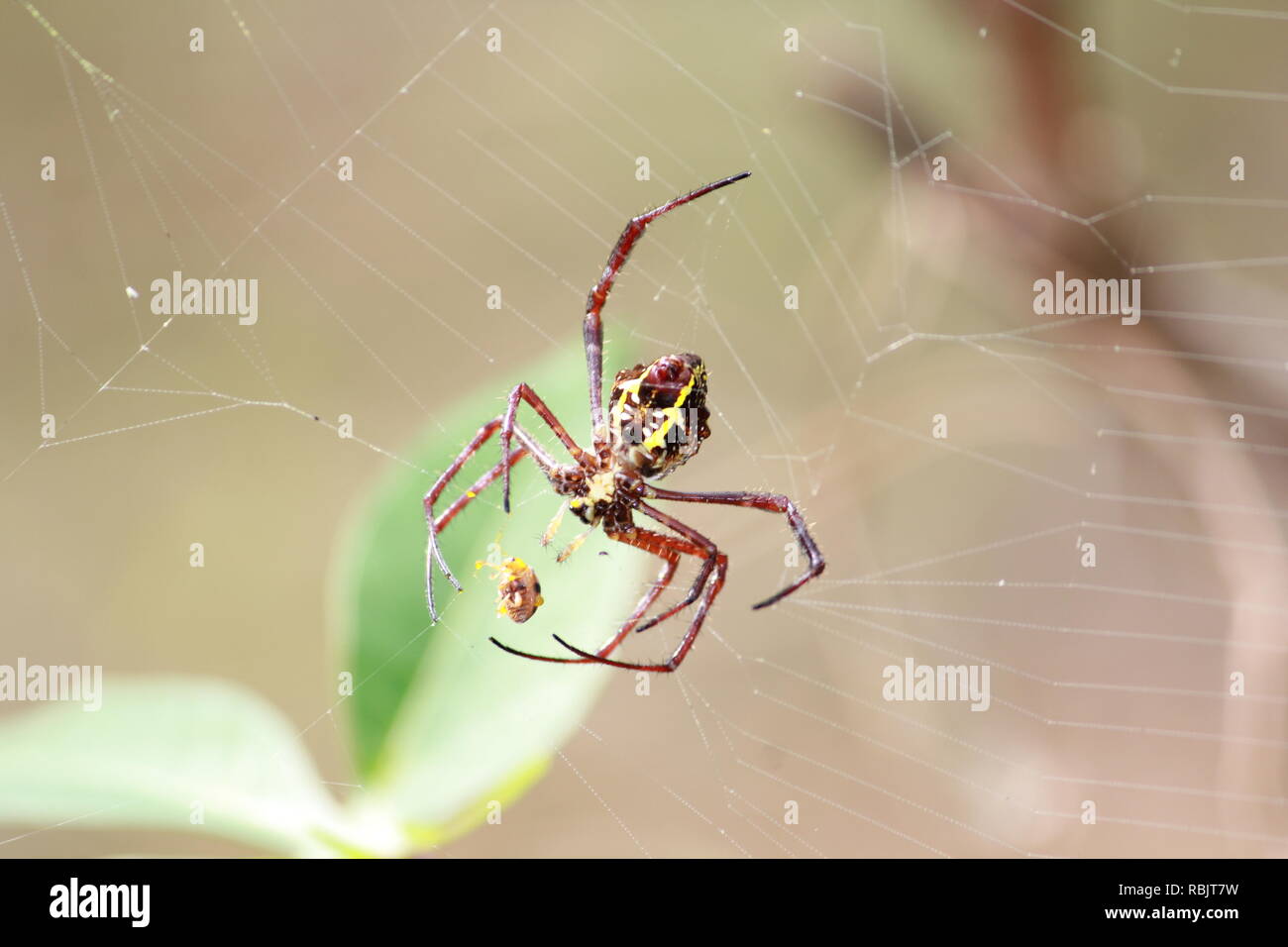 Spiders make nests Stock Photo - Alamy