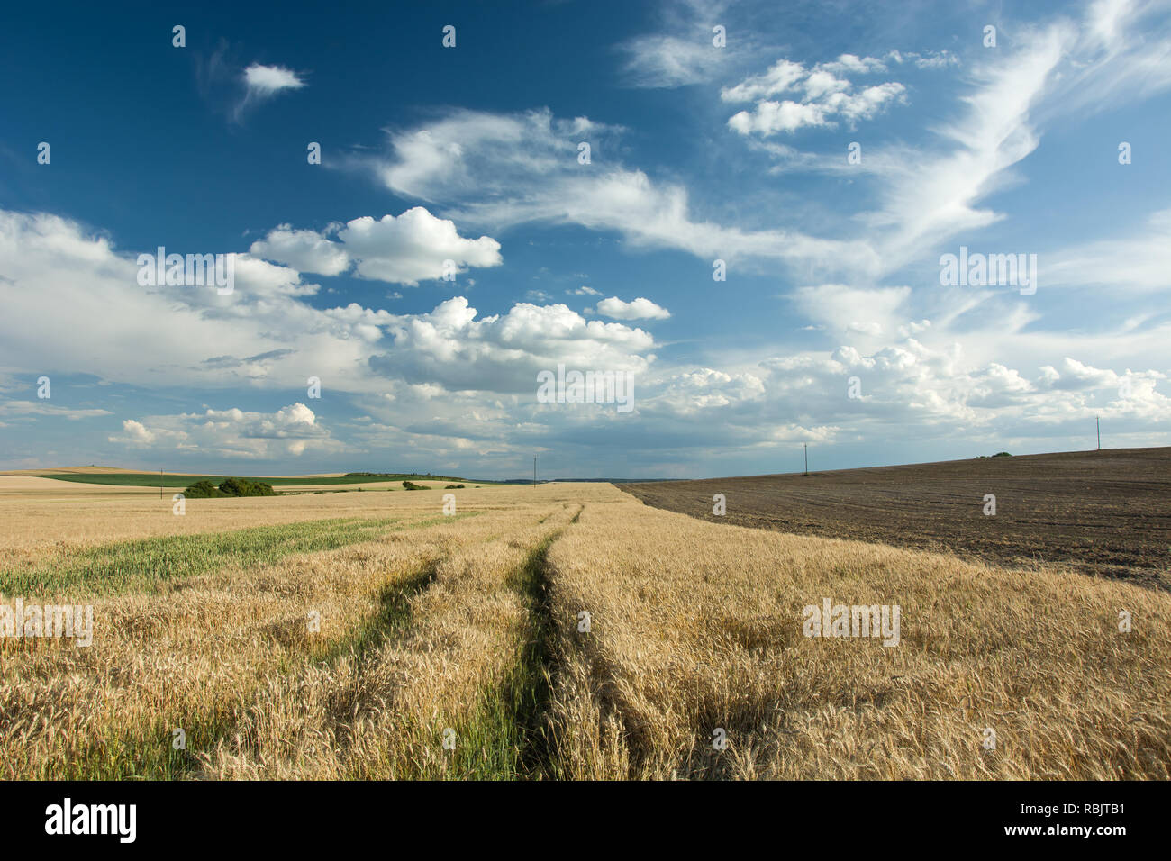 Big fields wheat blue sky hi-res stock photography and images - Alamy
