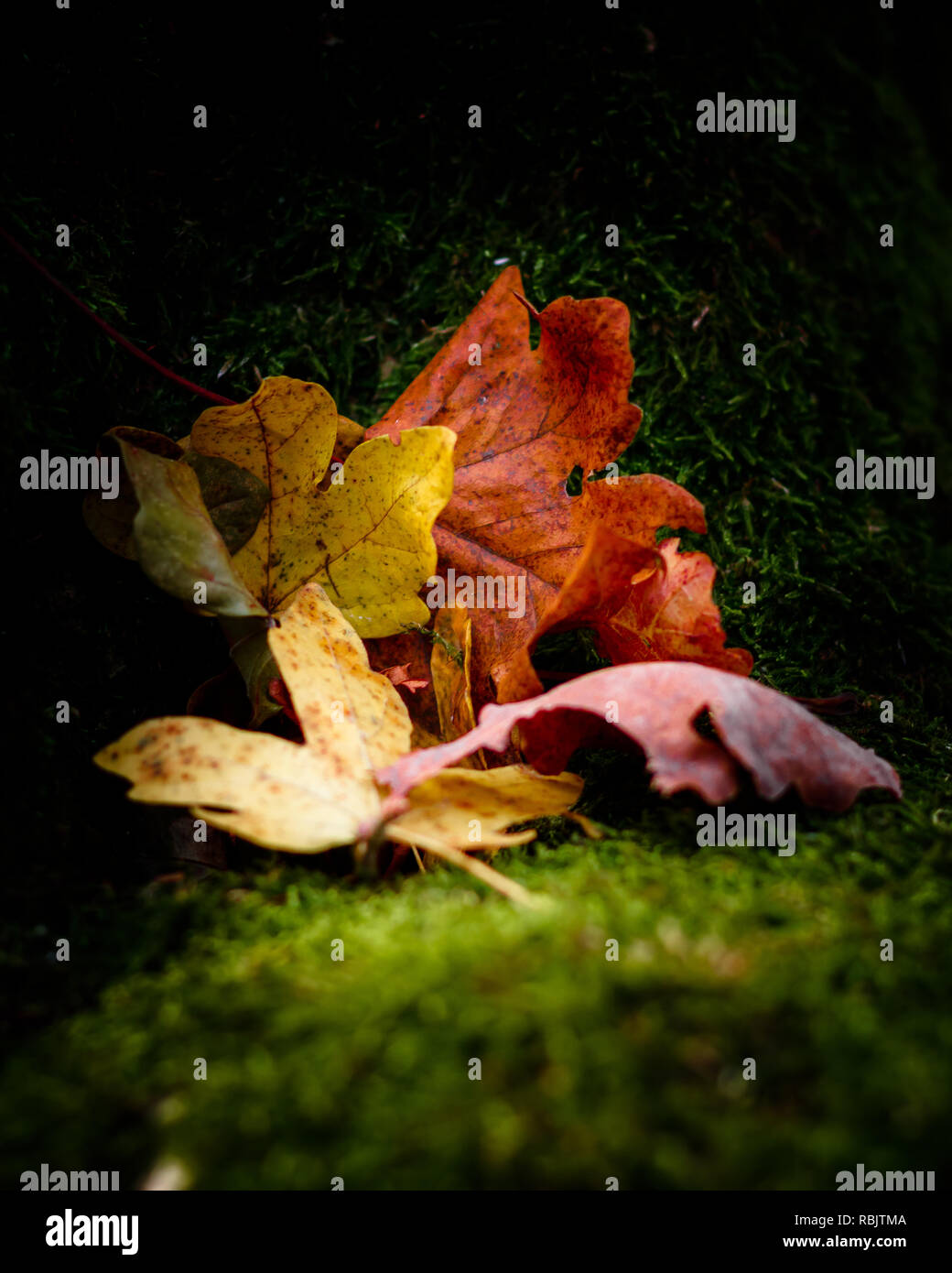 Trees and Leaves of Gransden Woods Cambridgeshire Stock Photo - Alamy