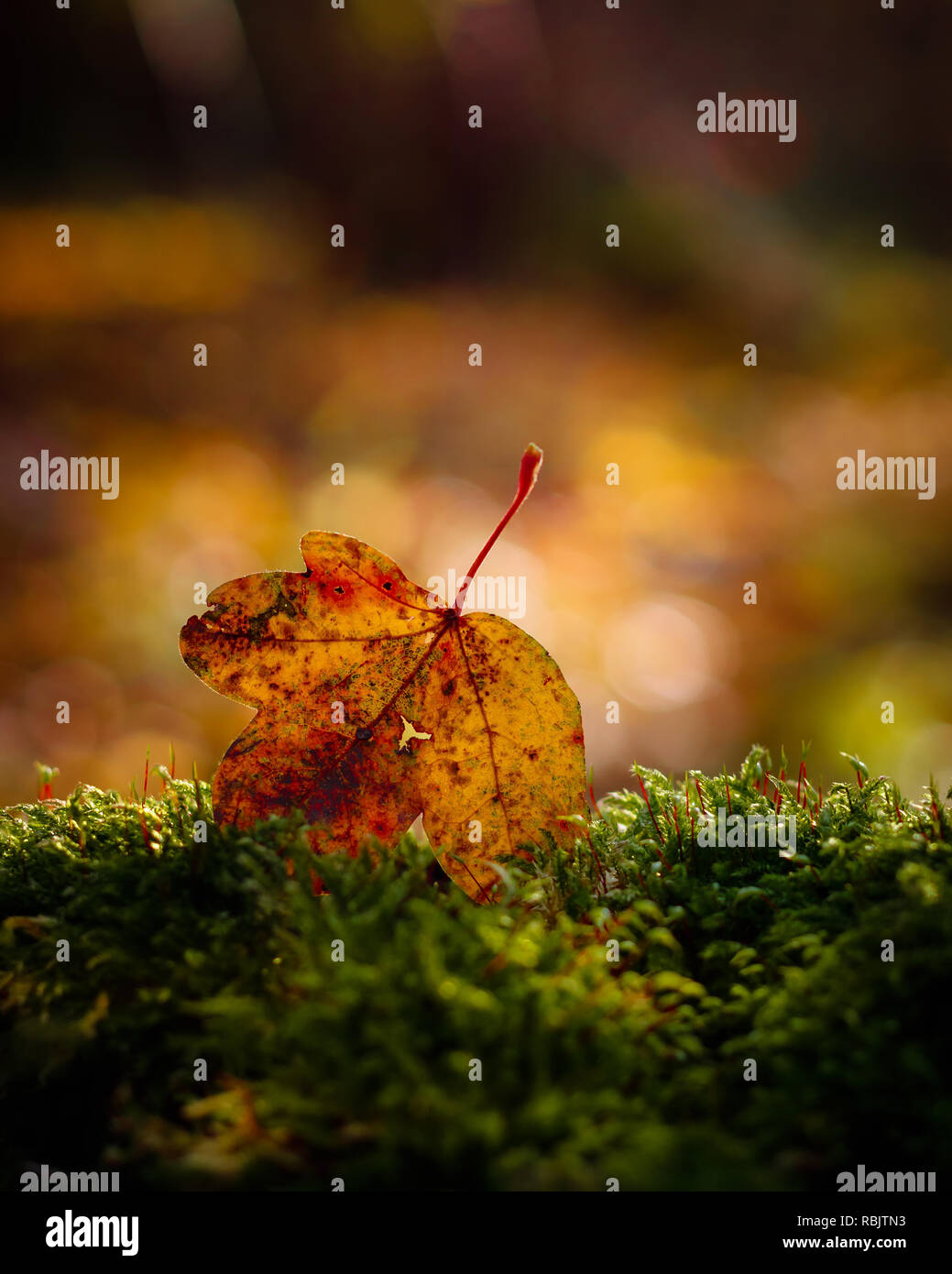 Trees and Leaves of Gransden Woods Cambridgeshire Stock Photo - Alamy