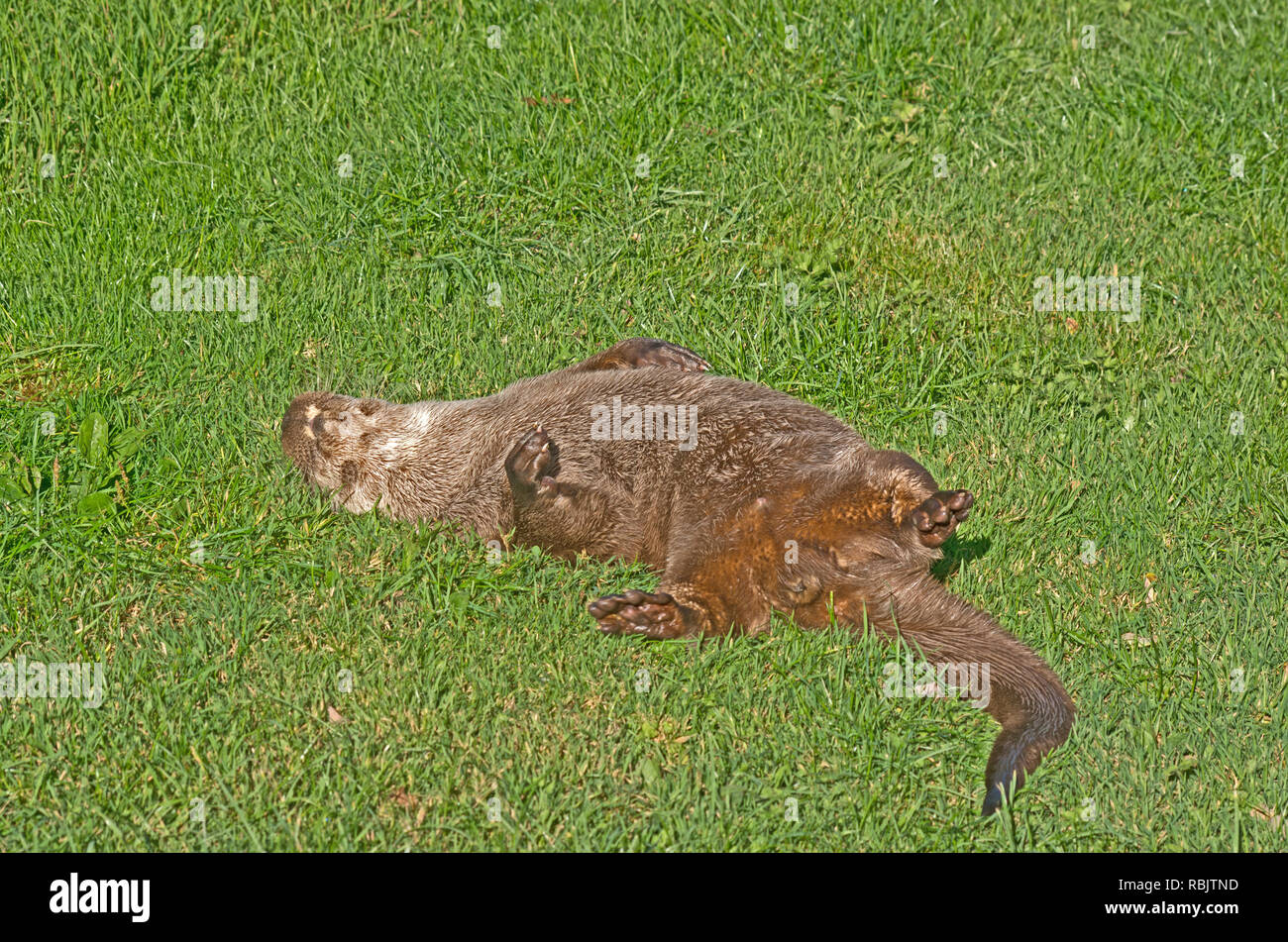 Otter uk back hi-res stock photography and images - Alamy