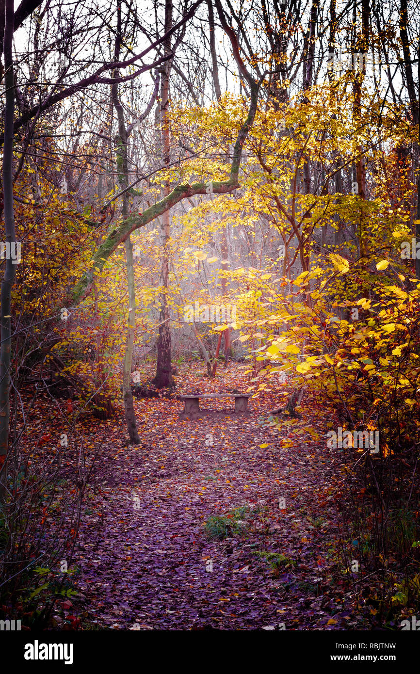 Trees and Leaves of Gransden Woods Cambridgeshire Stock Photo - Alamy