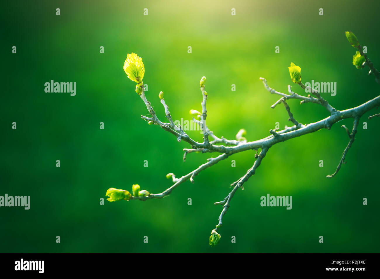Fresh young green leaves of twig tree growing in spring. Beautiful ...