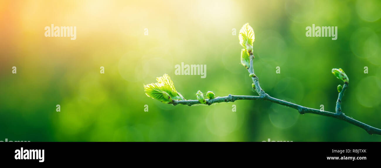 Fresh young green leaves of twig tree growing in spring. Beautiful ...