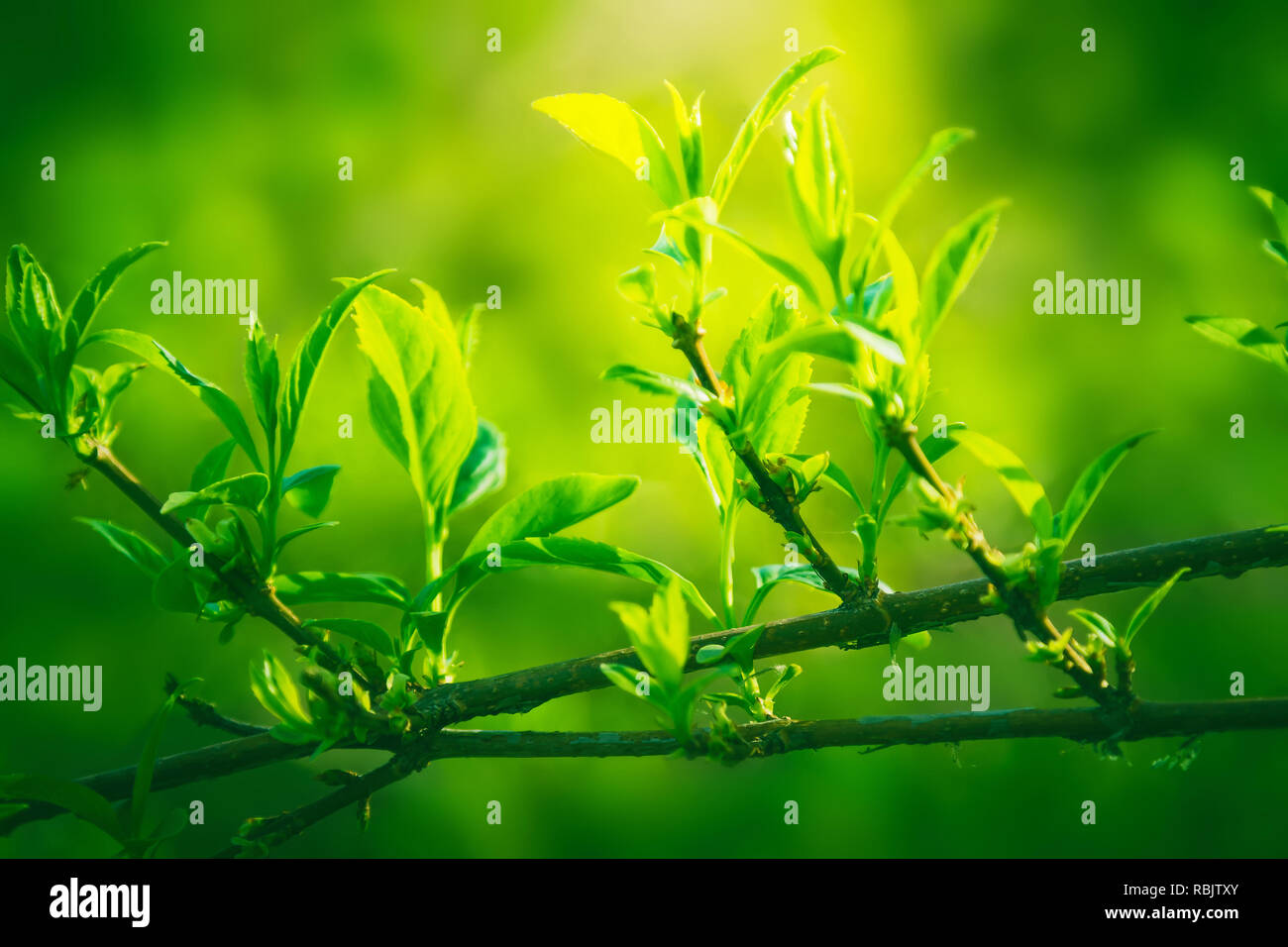 Fresh young green leaves of twig growing in spring. Beautiful green ...