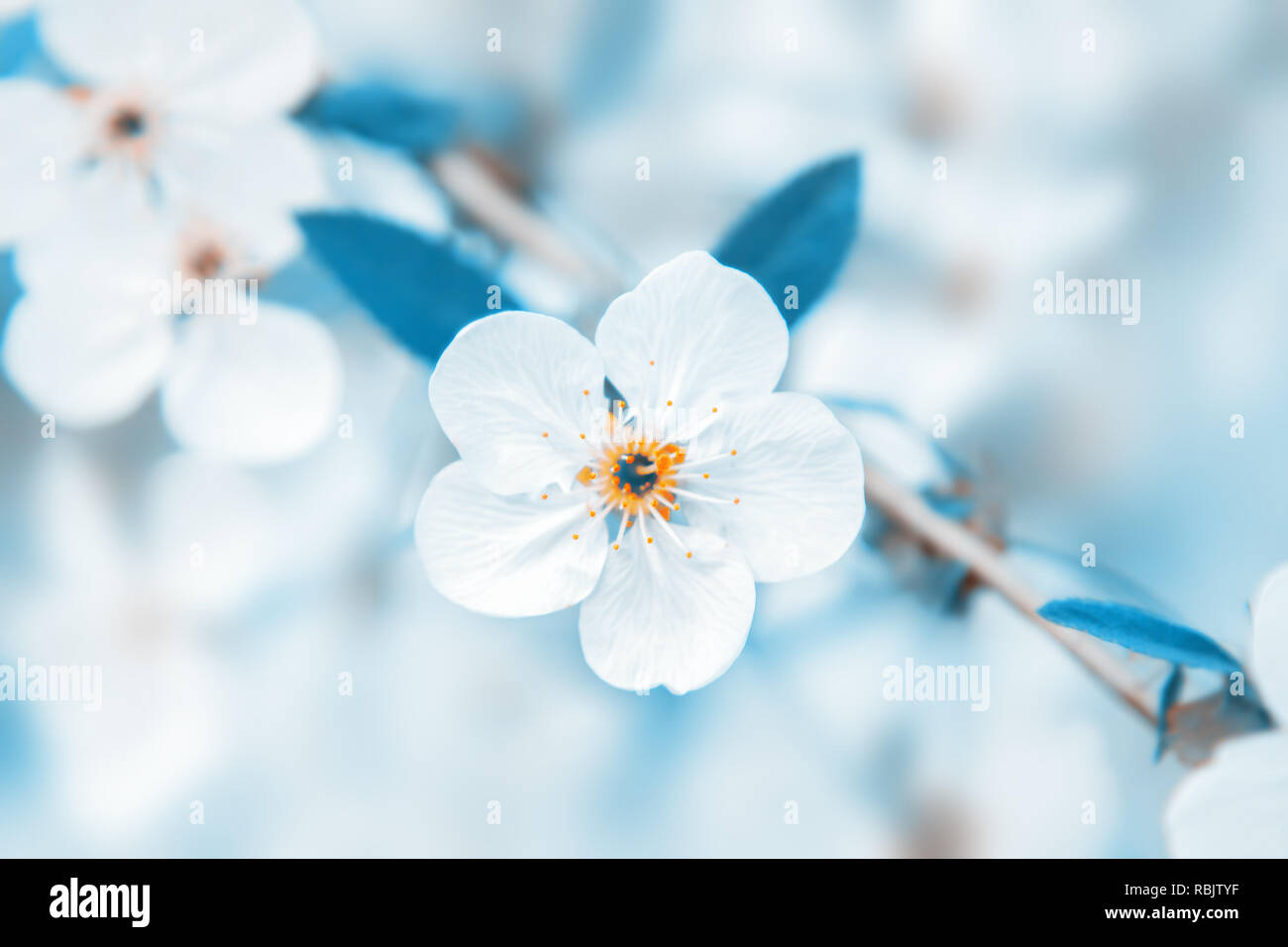 White flowers blossom in spring. Nature background Stock Photo - Alamy