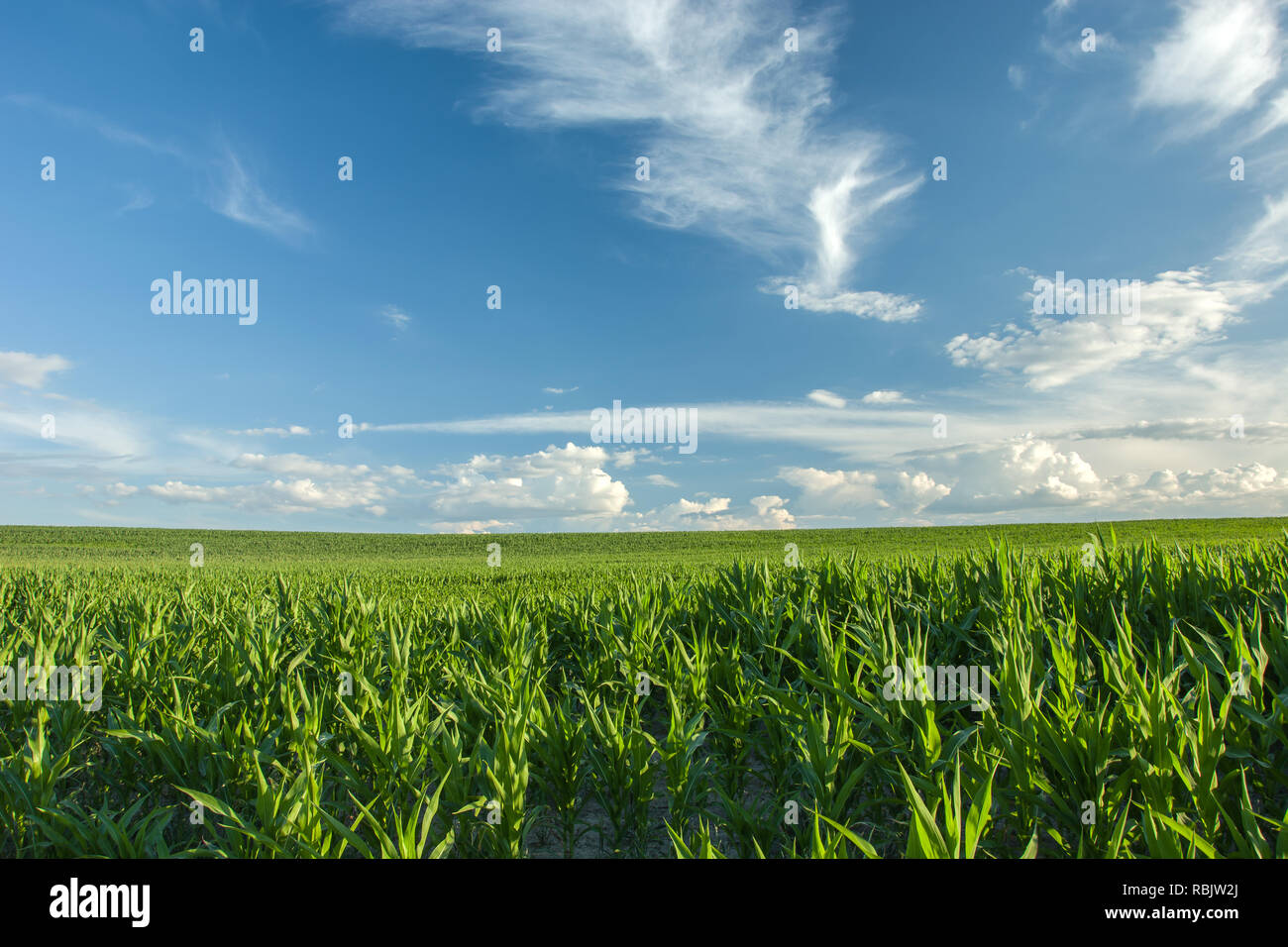 green corn field and blue sky Stock Photo - Alamy