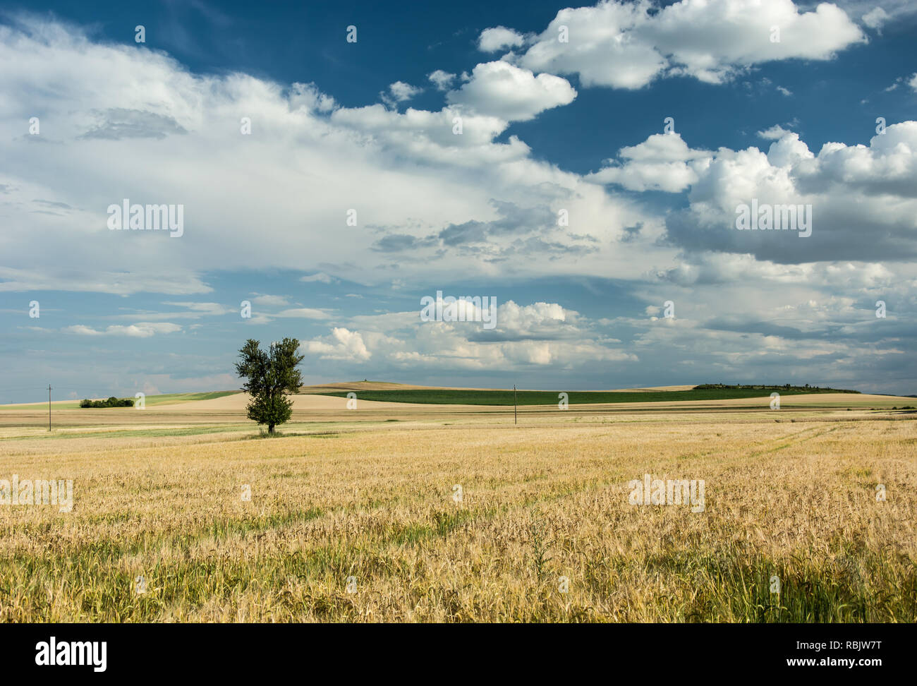 Wheat field single big tree hi-res stock photography and images - Alamy