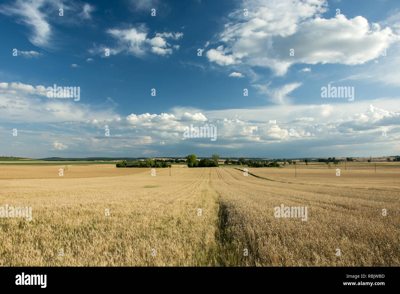 big field and blue sky Stock Photo - Alamy