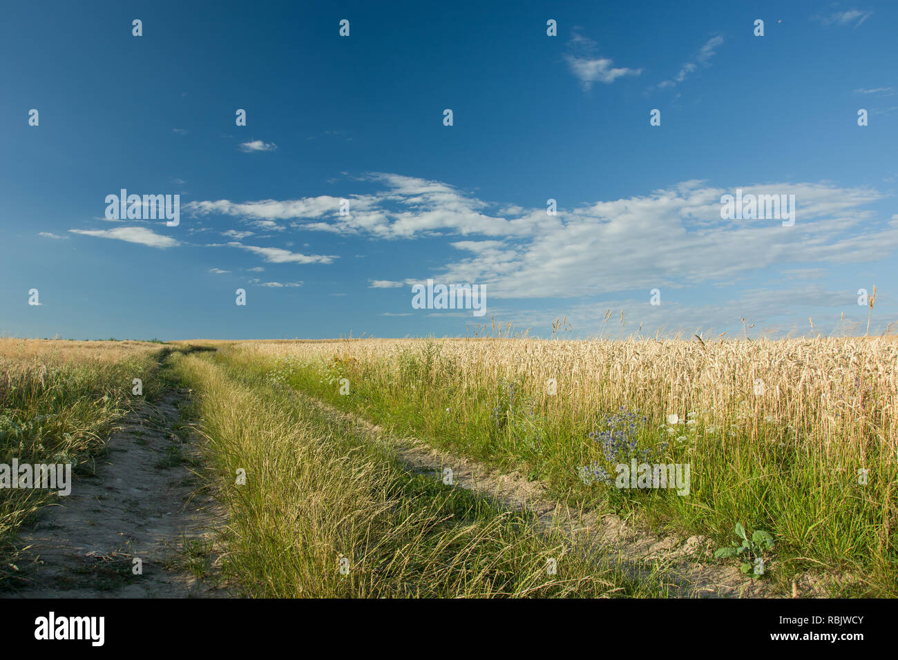 road through field and blue sky Stock Photo - Alamy