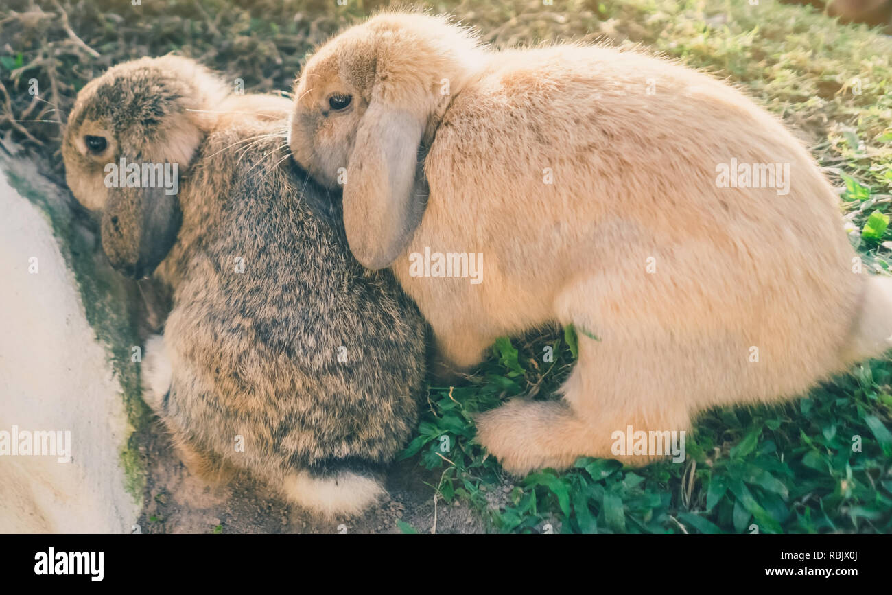 The cute rabbits are resting in the afternoon Stock Photo - Alamy