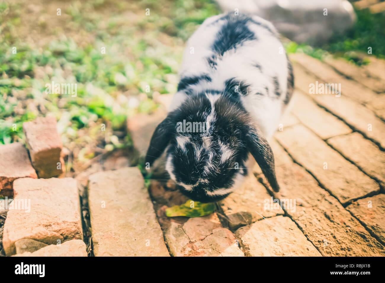 The cute rabbit is resting in the afternoon Stock Photo - Alamy