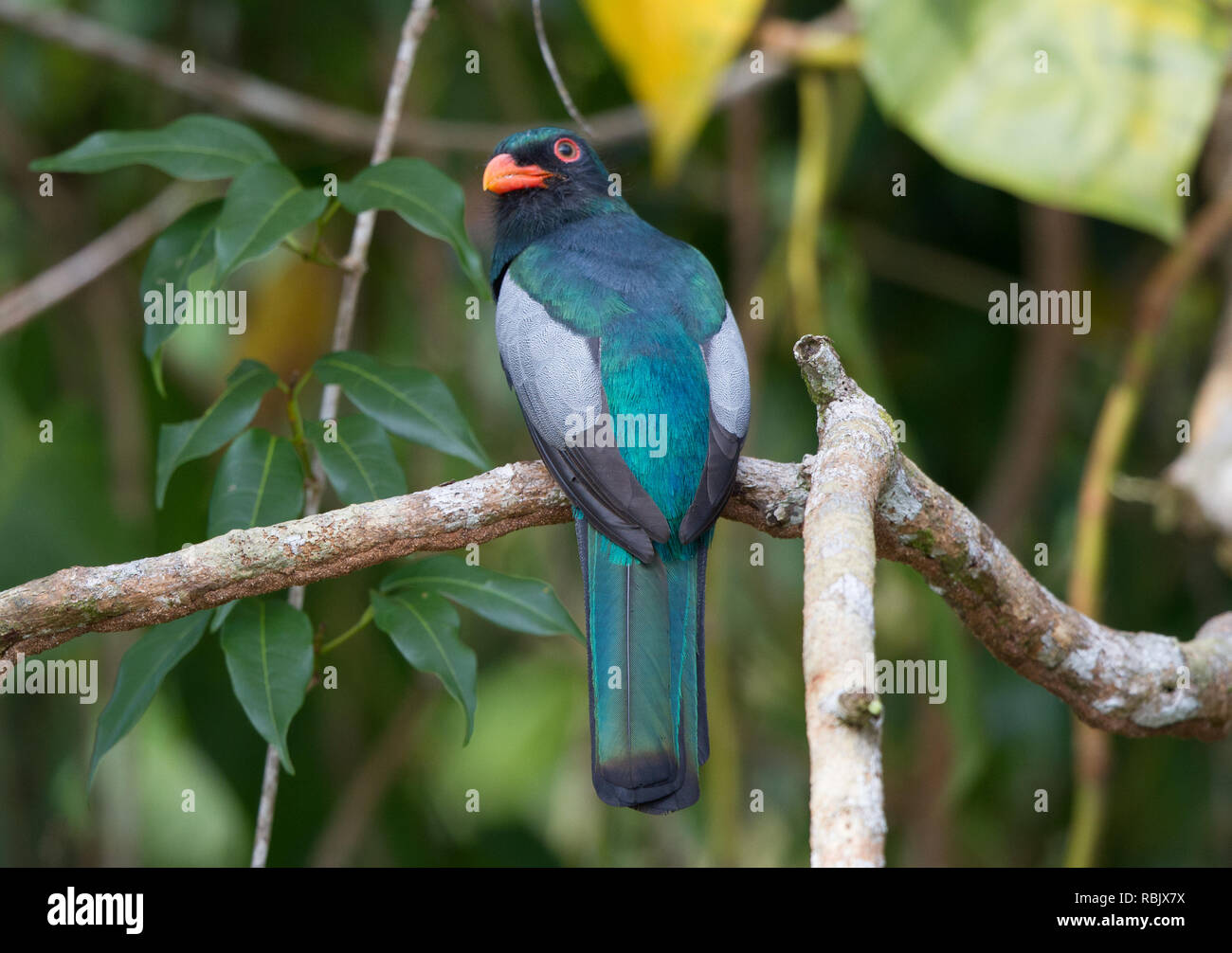 Slaty-tailed Trogon (Trogon massena Stock Photo - Alamy