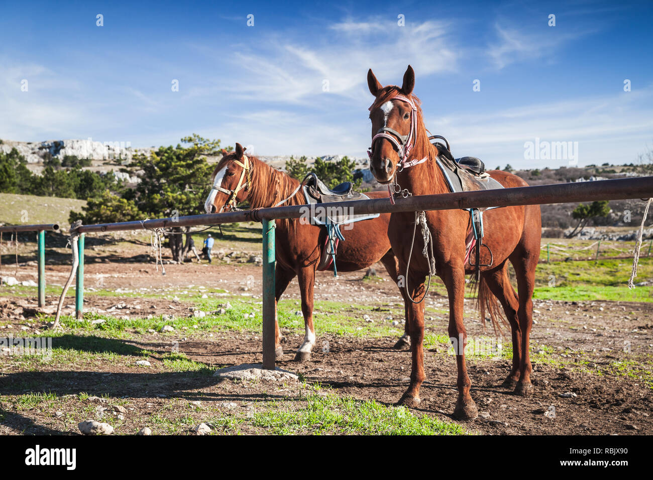Domestic horses stallion hi-res stock photography and images - Alamy