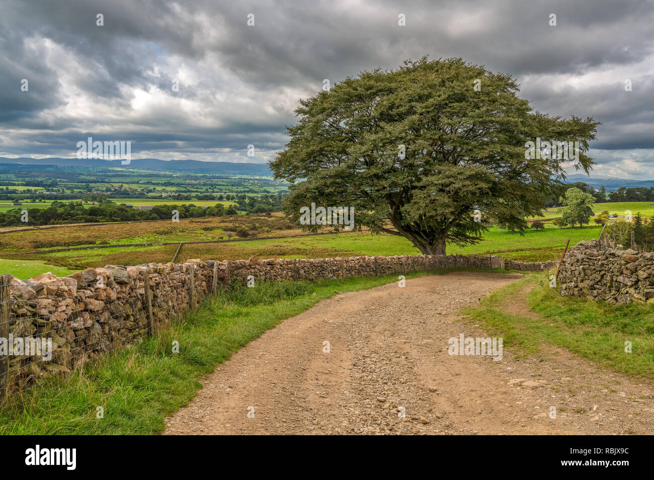 A tree with grey clouds above on the way between Dufton and High Cup ...