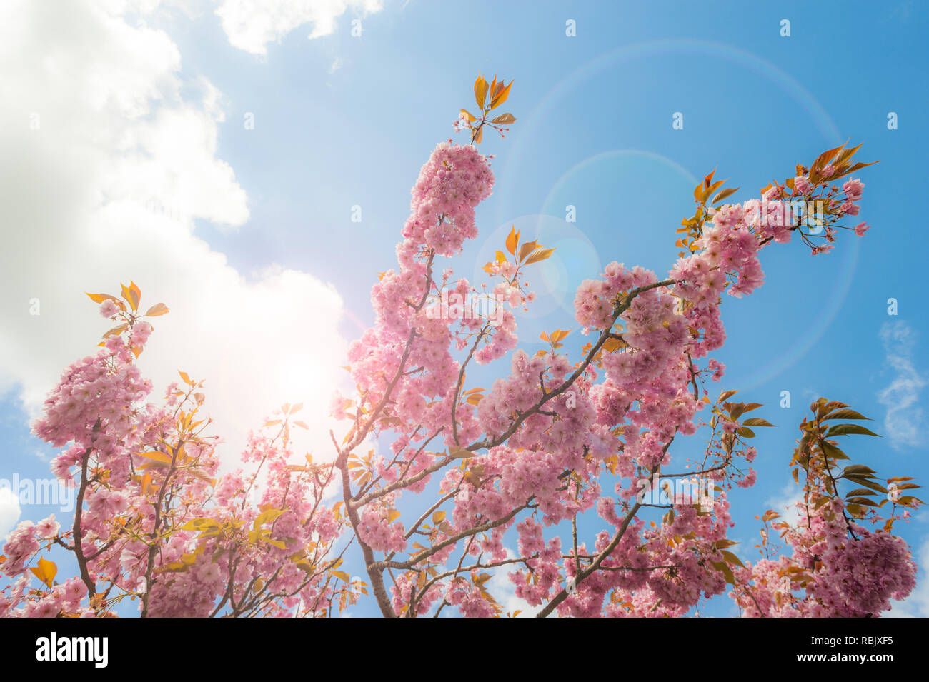 Cherry blossom in bloom during spring season, lens flare clouds effect ...