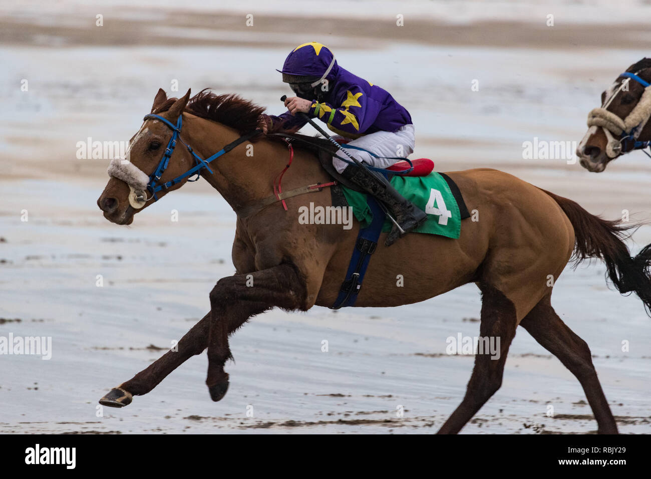 Close up action of galloping Race horse and jockey racing on the beach ...