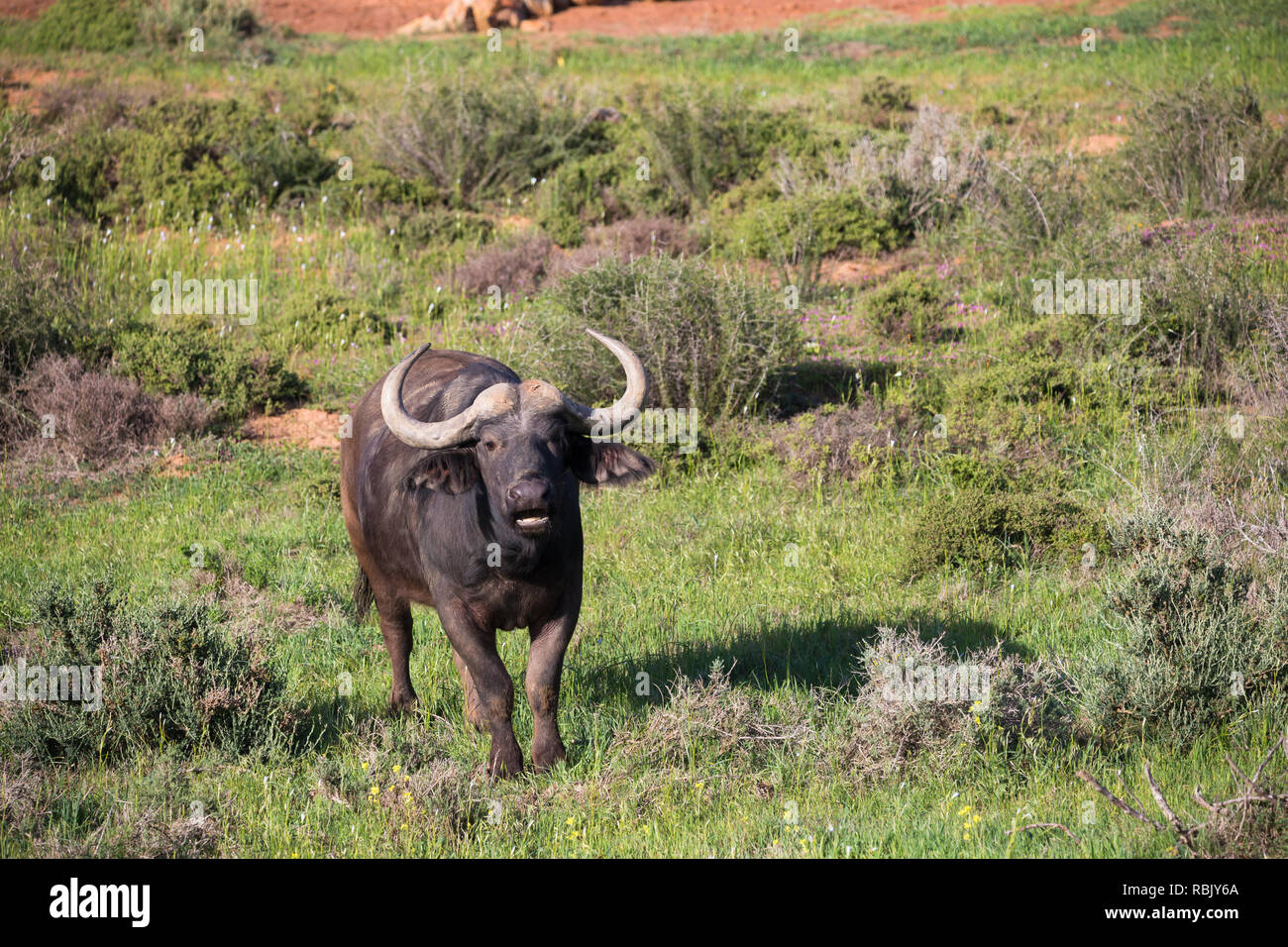 Animal mouth open buffalo hi-res stock photography and images - Alamy