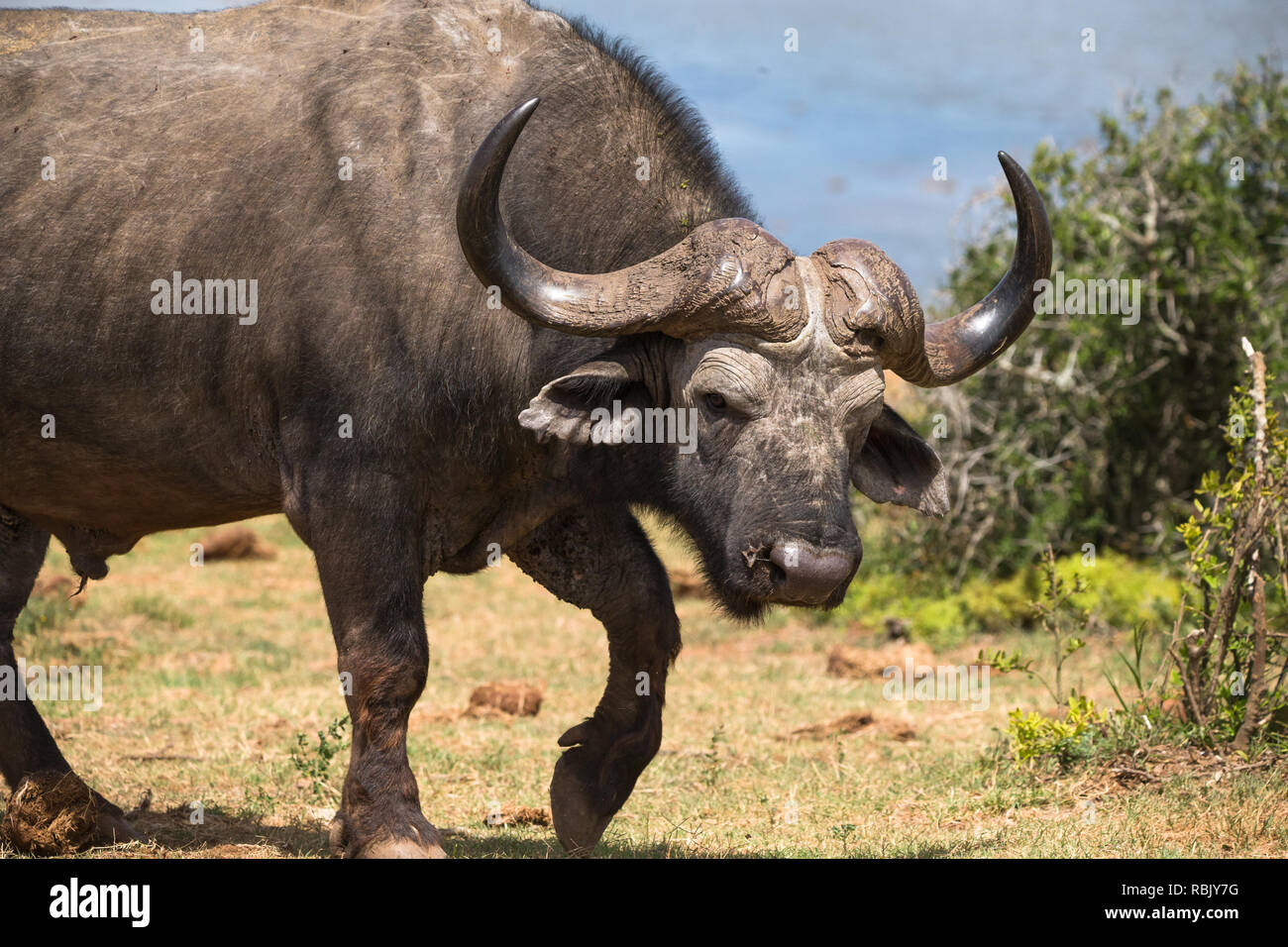 Cape buffalo boss hi-res stock photography and images - Alamy