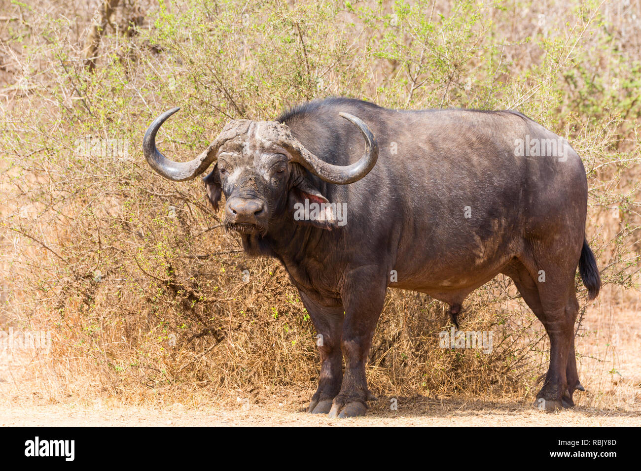 Lone Buffalo Bull Stock Photo - Alamy