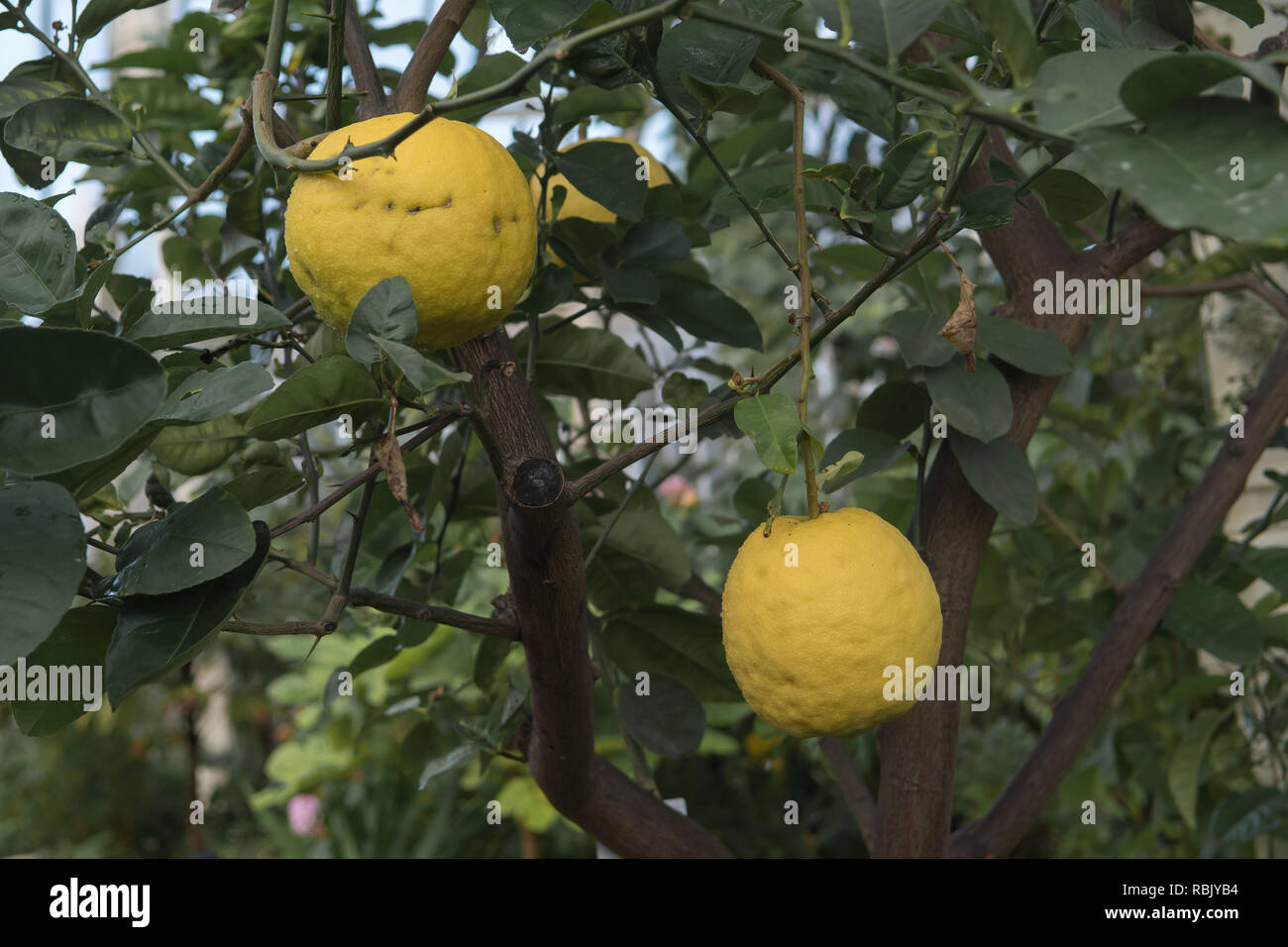 Two large lemons of the Imperial lemon citrus tree Stock Photo - Alamy