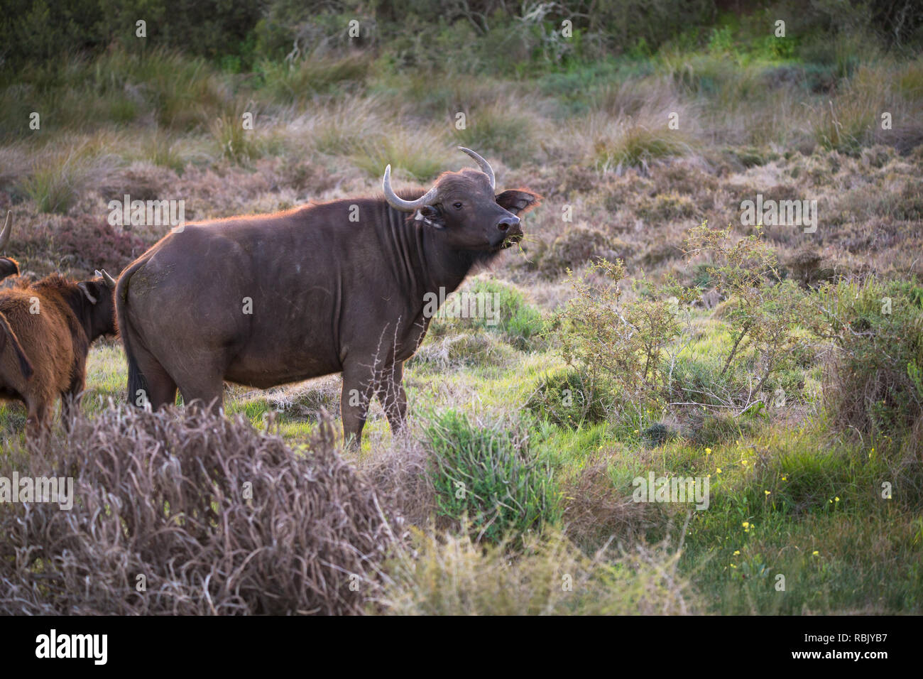 African eating hi-res stock photography and images - Alamy