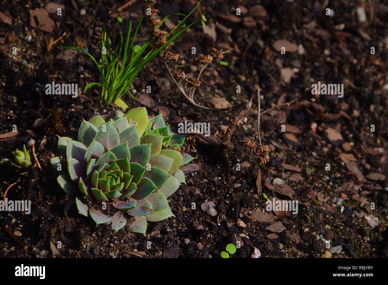 Succulent grass hi-res stock photography and images - Alamy