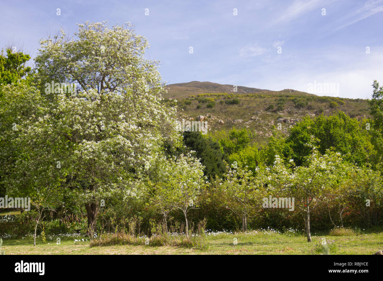 Fruit orchard western cape hi-res stock photography and images - Alamy