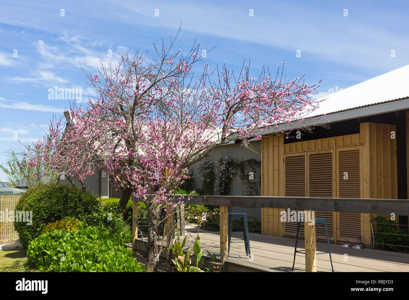 small fruit tree with Spring blossoms and in full bloom with pink ...