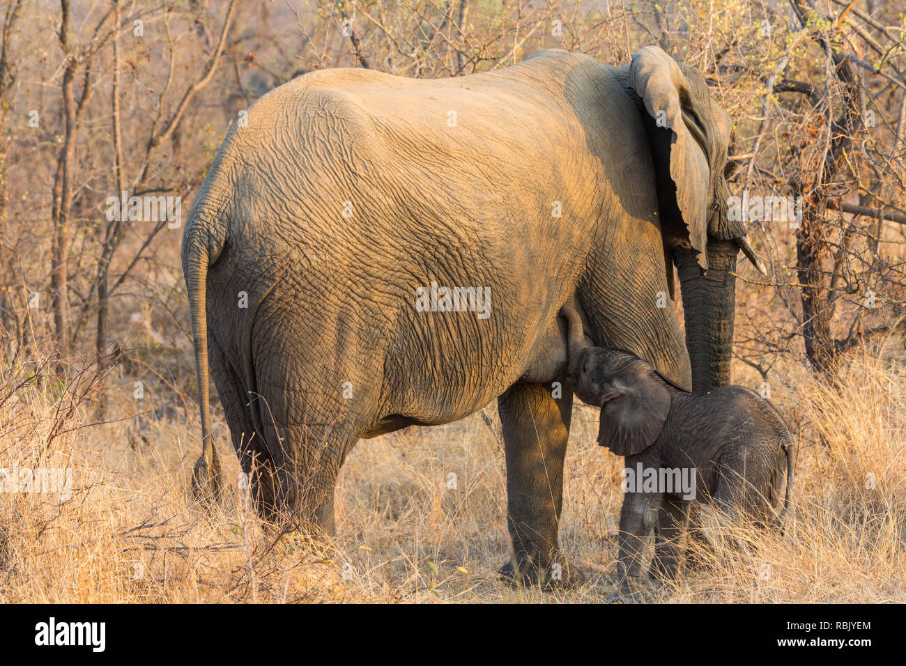 Elephant cow and calf Stock Photo - Alamy