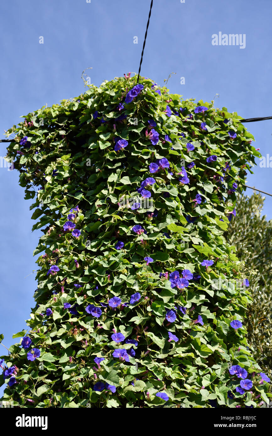 electricity pole and cables covered by a vine with purple flowers Stock ...