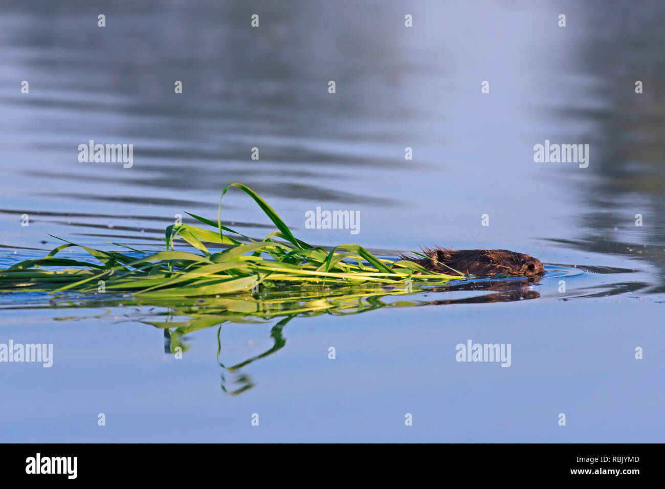 Beavers nest hi-res stock photography and images - Alamy