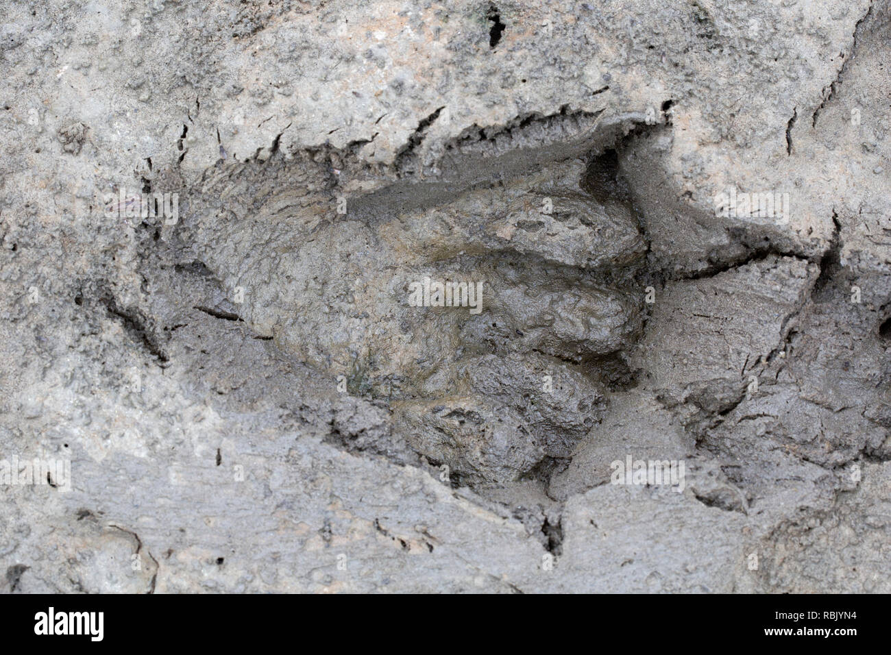 Beaver track hi-res stock photography and images - Alamy