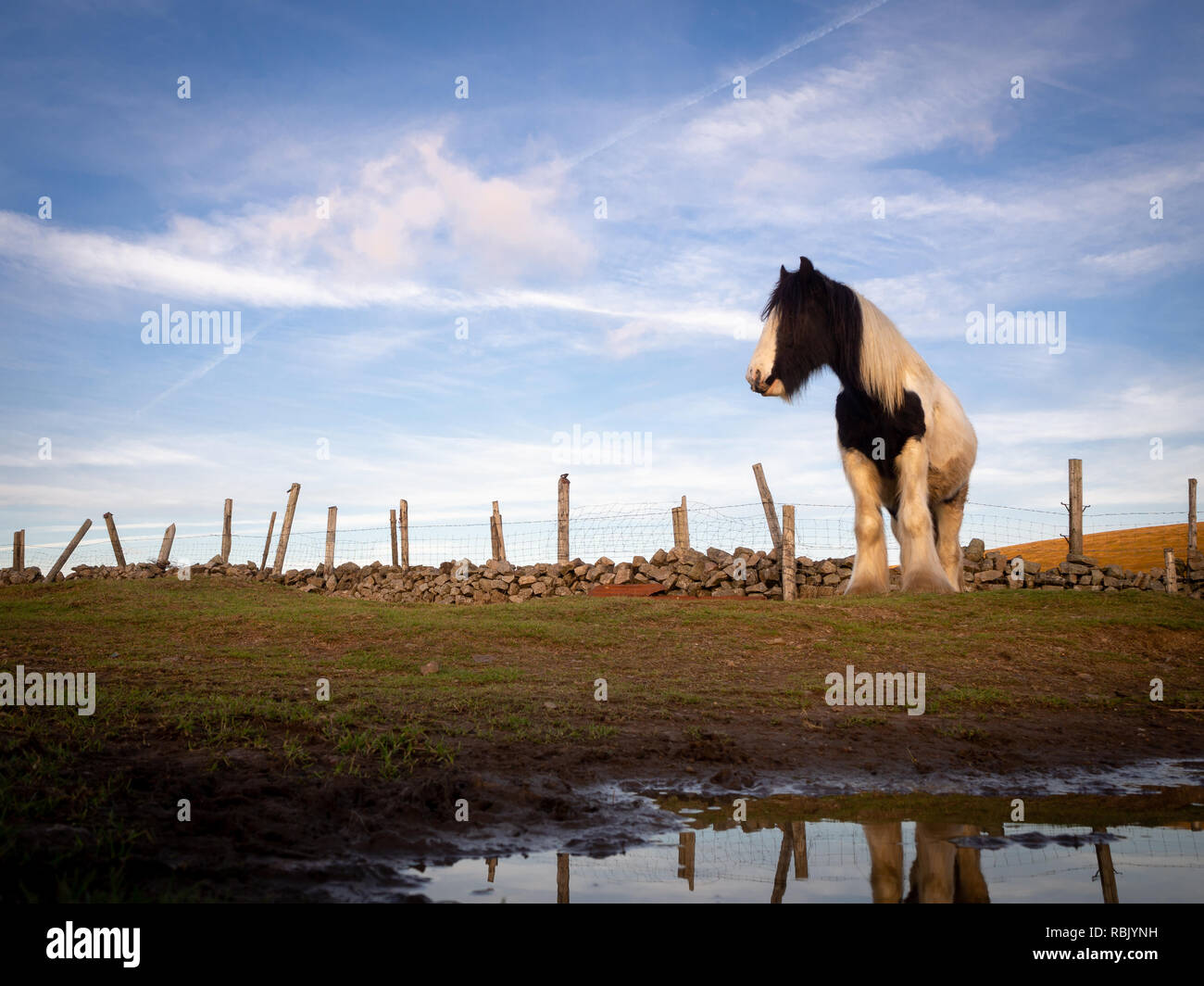 Wild Horse reflected in a puddle on a welsh mountain Stock Photo - Alamy
