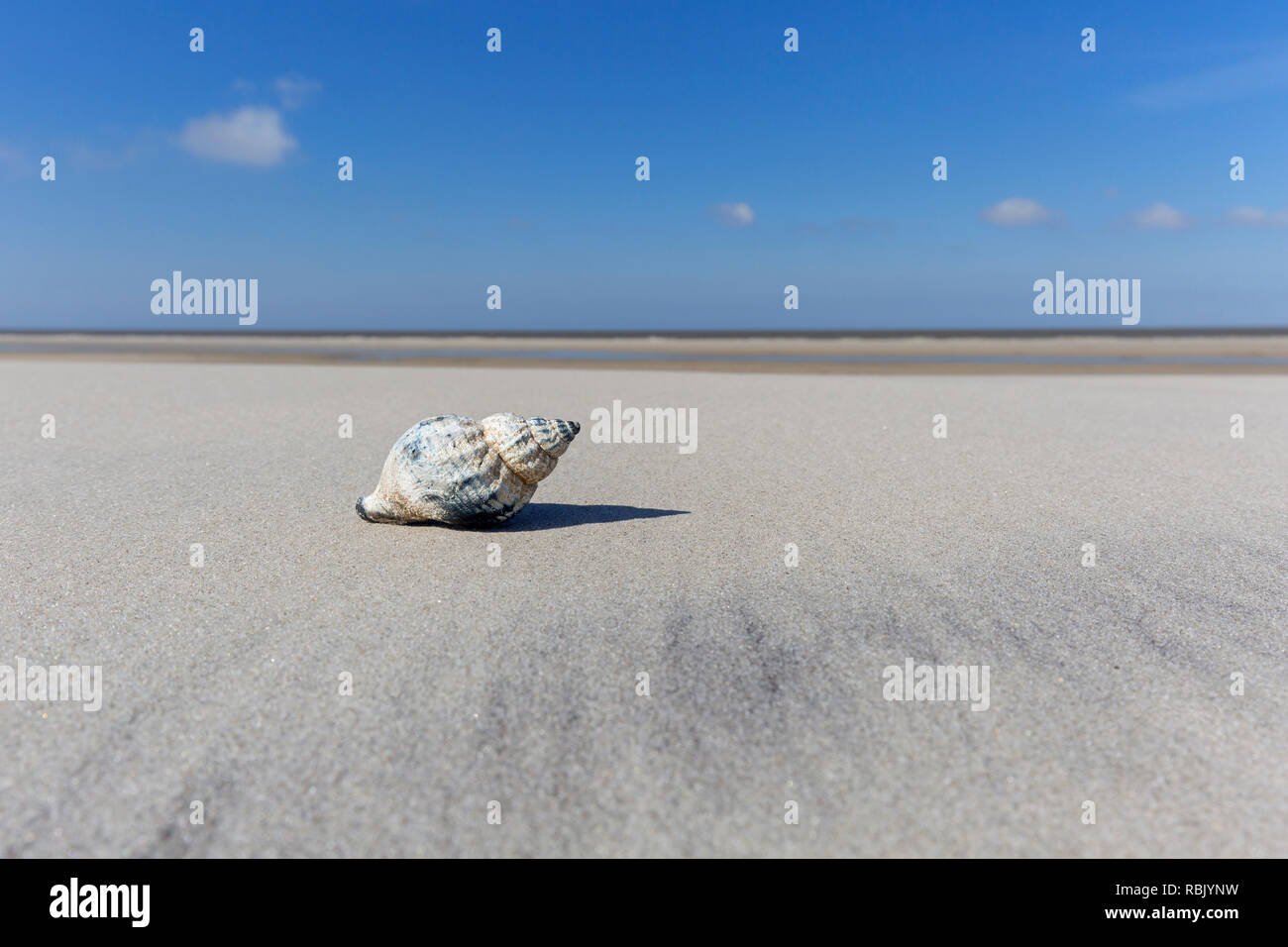 Common whelk shell hi-res stock photography and images - Alamy