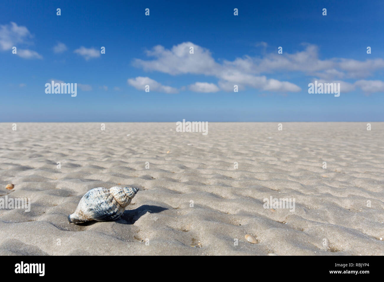 Common whelk shell hi-res stock photography and images - Alamy