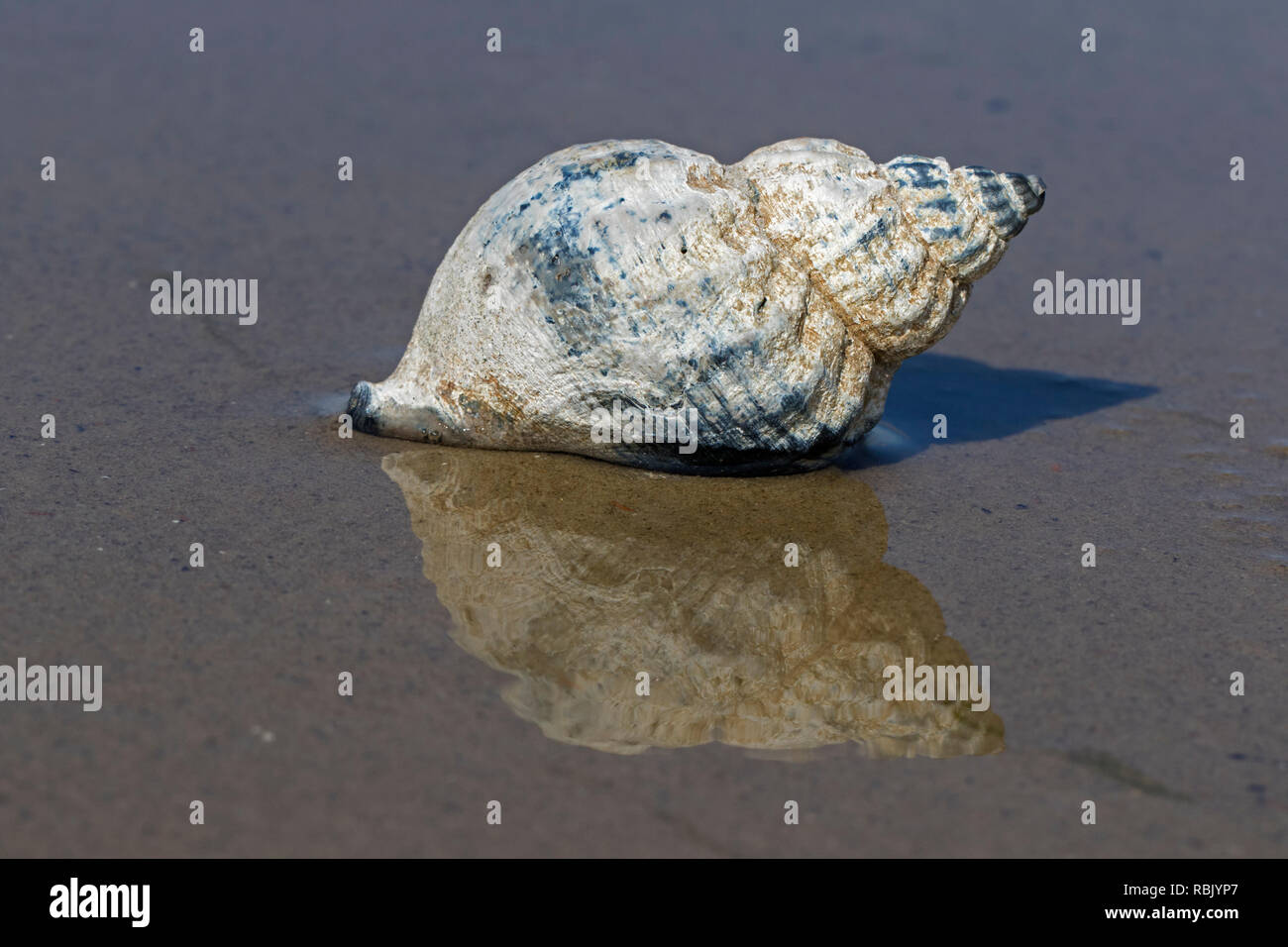 Whelk hi-res stock photography and images - Alamy