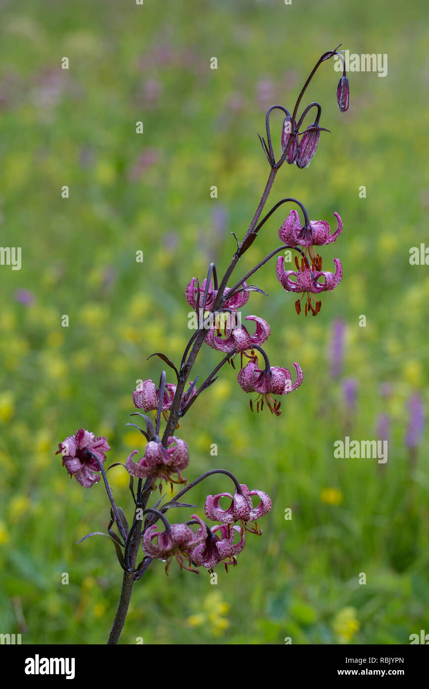 Sultan plants hi-res stock photography and images - Alamy