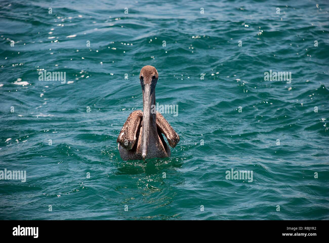 Cabo san lucas hi-res stock photography and images - Alamy
