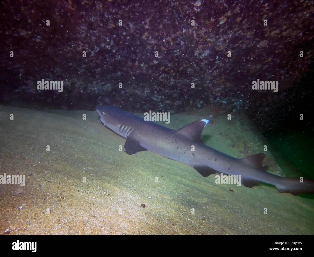 White Tip Reef Shark (Triaenodon obesus Stock Photo - Alamy
