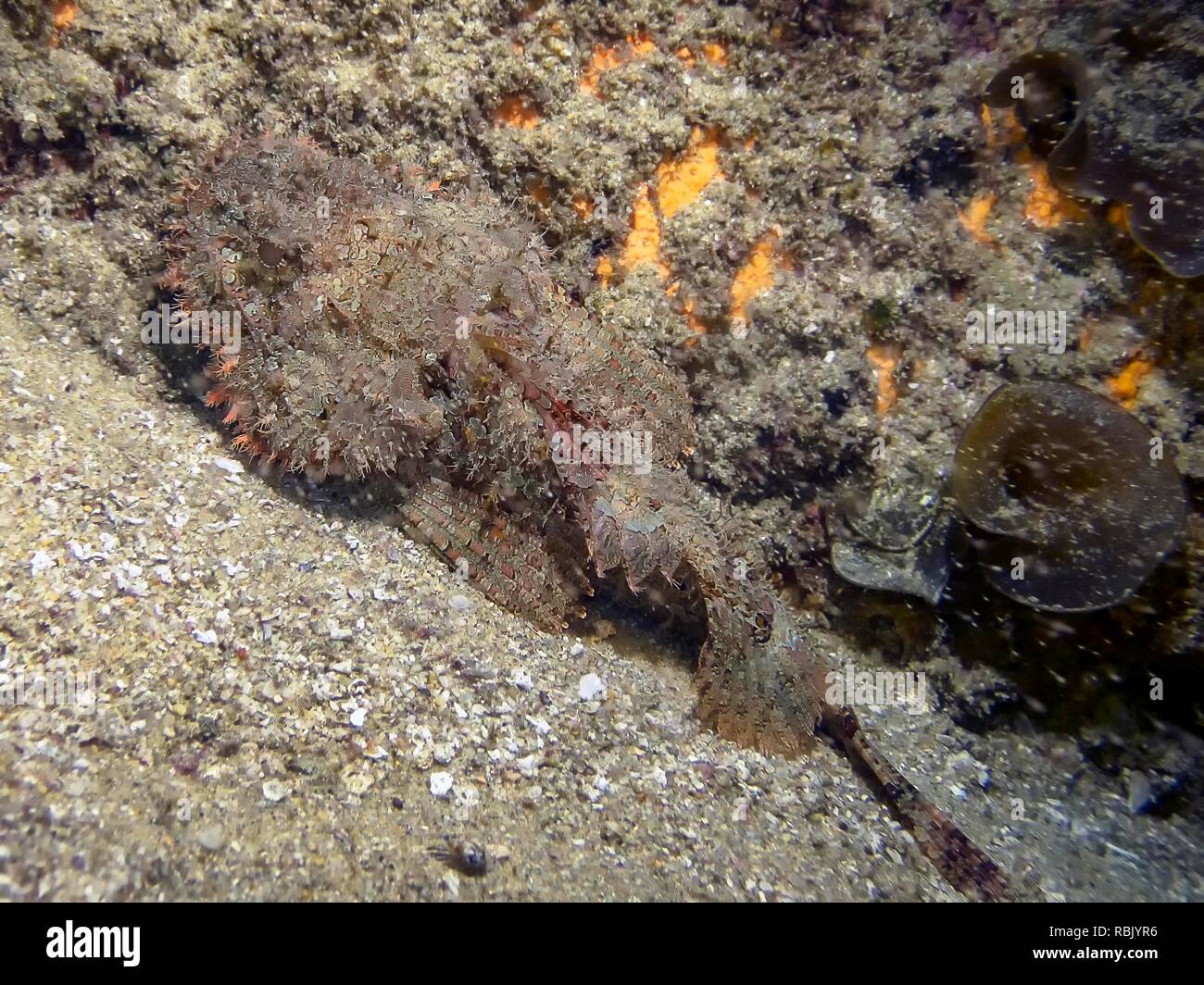 Pacific spotted scorpionfish scorpaena mystes hi-res stock photography ...