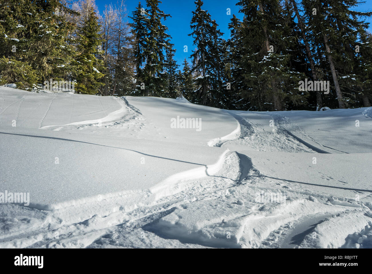 Snowboard tracks emerging from the woods in Les Arcs Stock Photo - Alamy