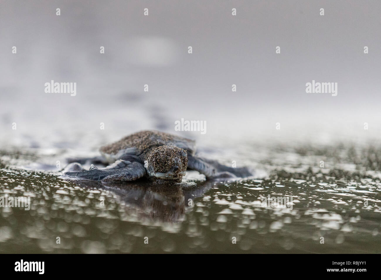 Green sea turtle hatchling making its way to the Caribbean sea after ...