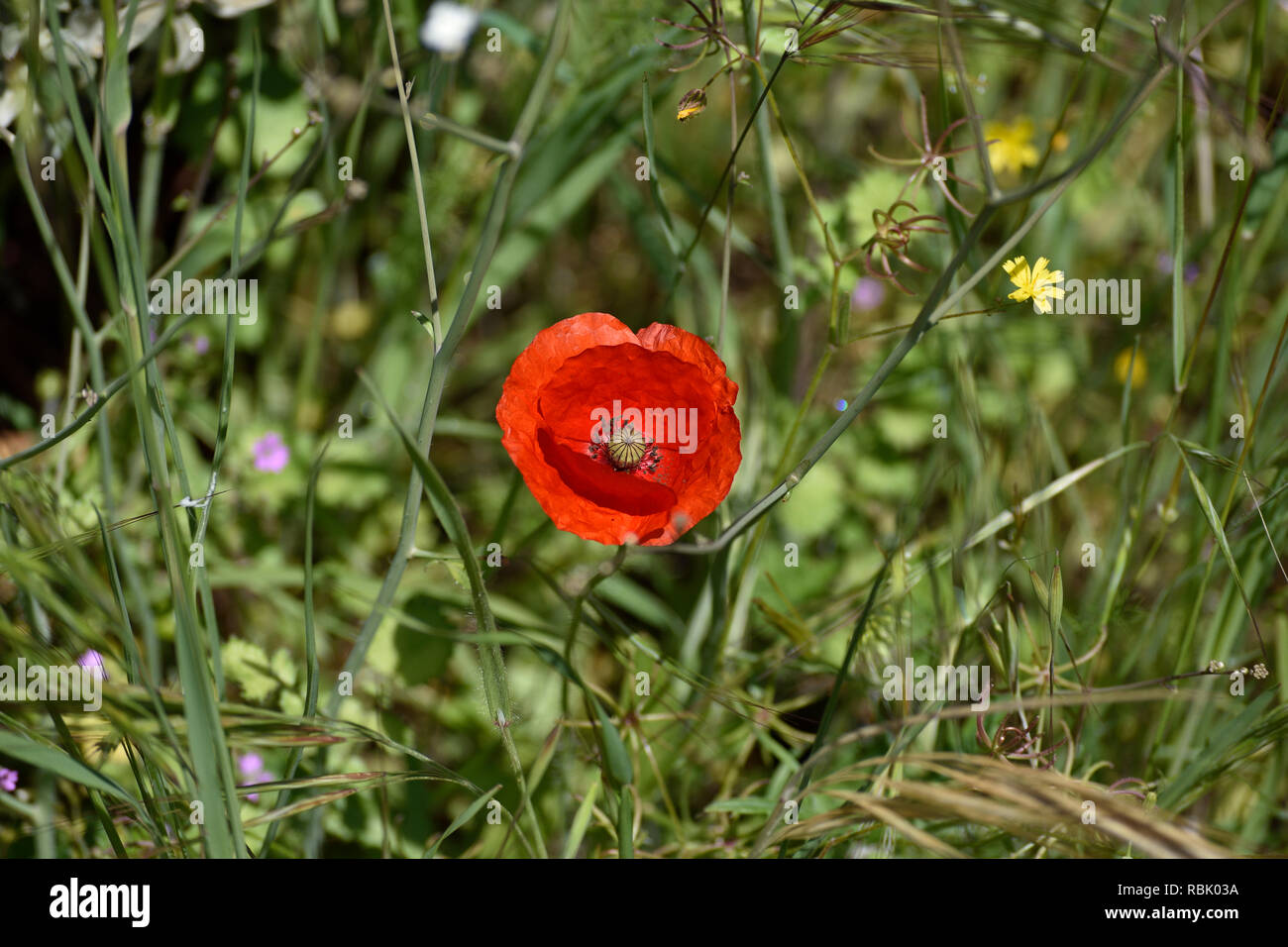 Long stem red poppy hi-res stock photography and images - Alamy