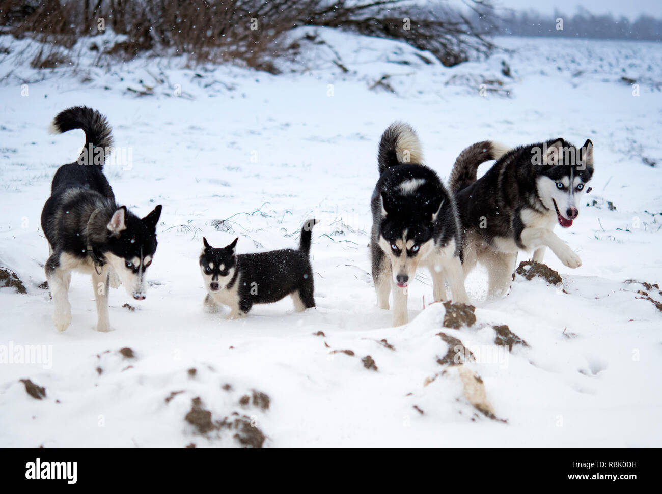 huskies playing in the snow Stock Photo - Alamy